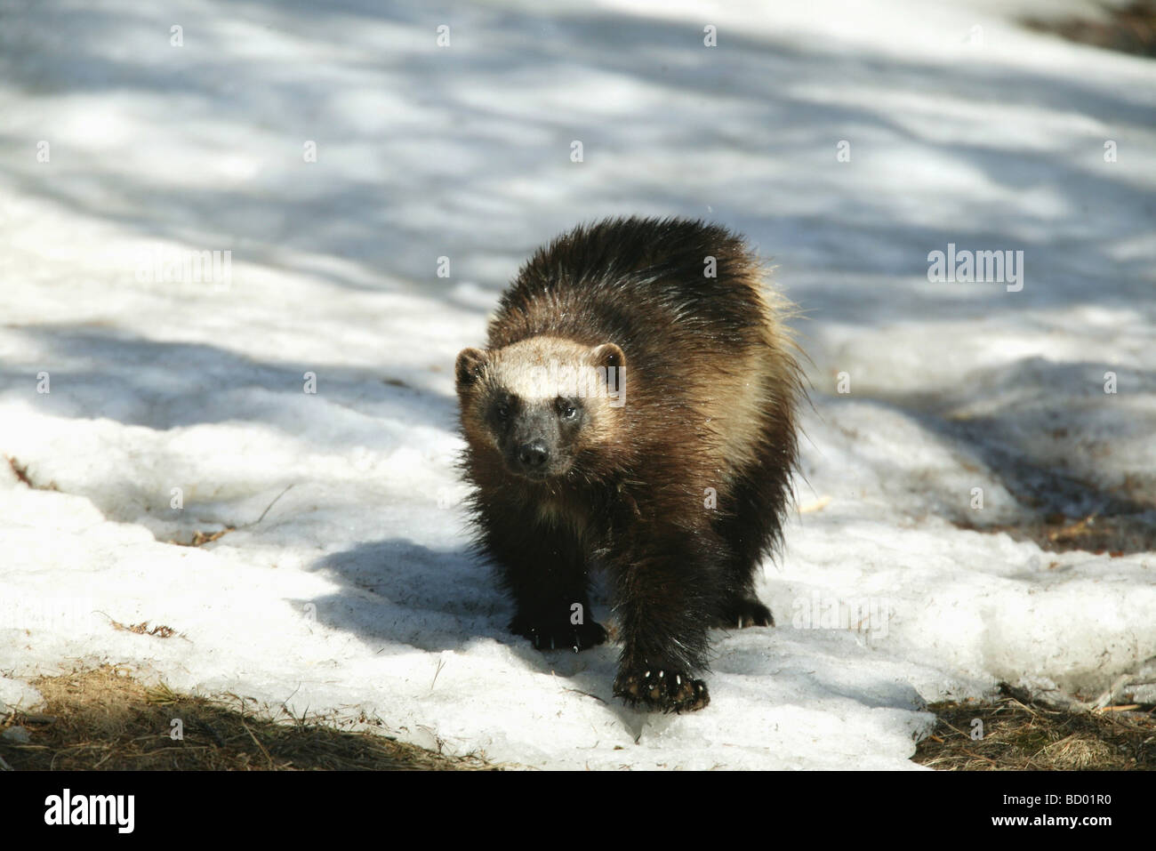 wolverine - standing frontal Stock Photo - Alamy