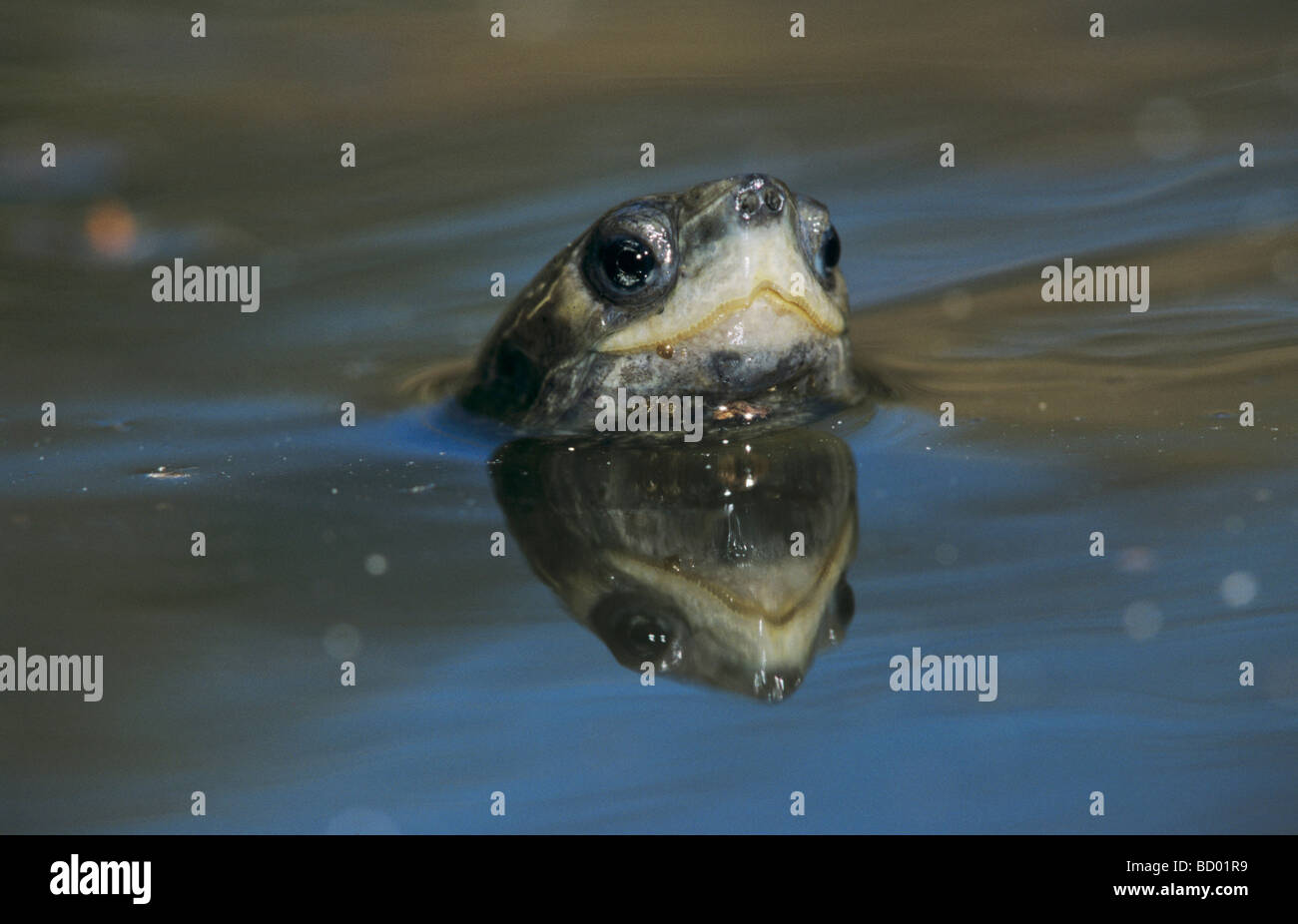 Mediterranean Pond Turtle Mauremys leprosa adult swimming Samos Greek ...