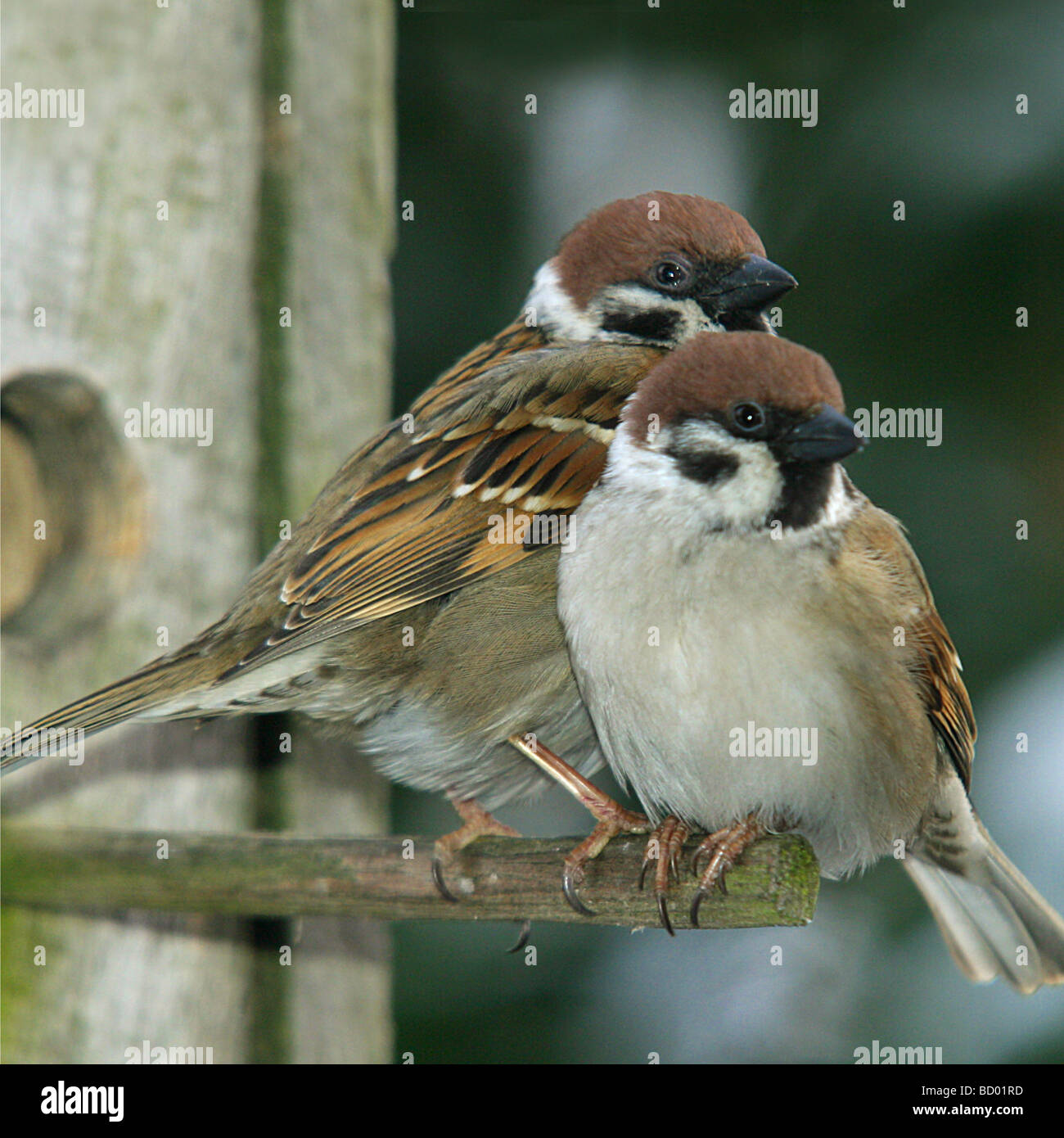 Eurasian tree sparrows Stock Photo - Alamy