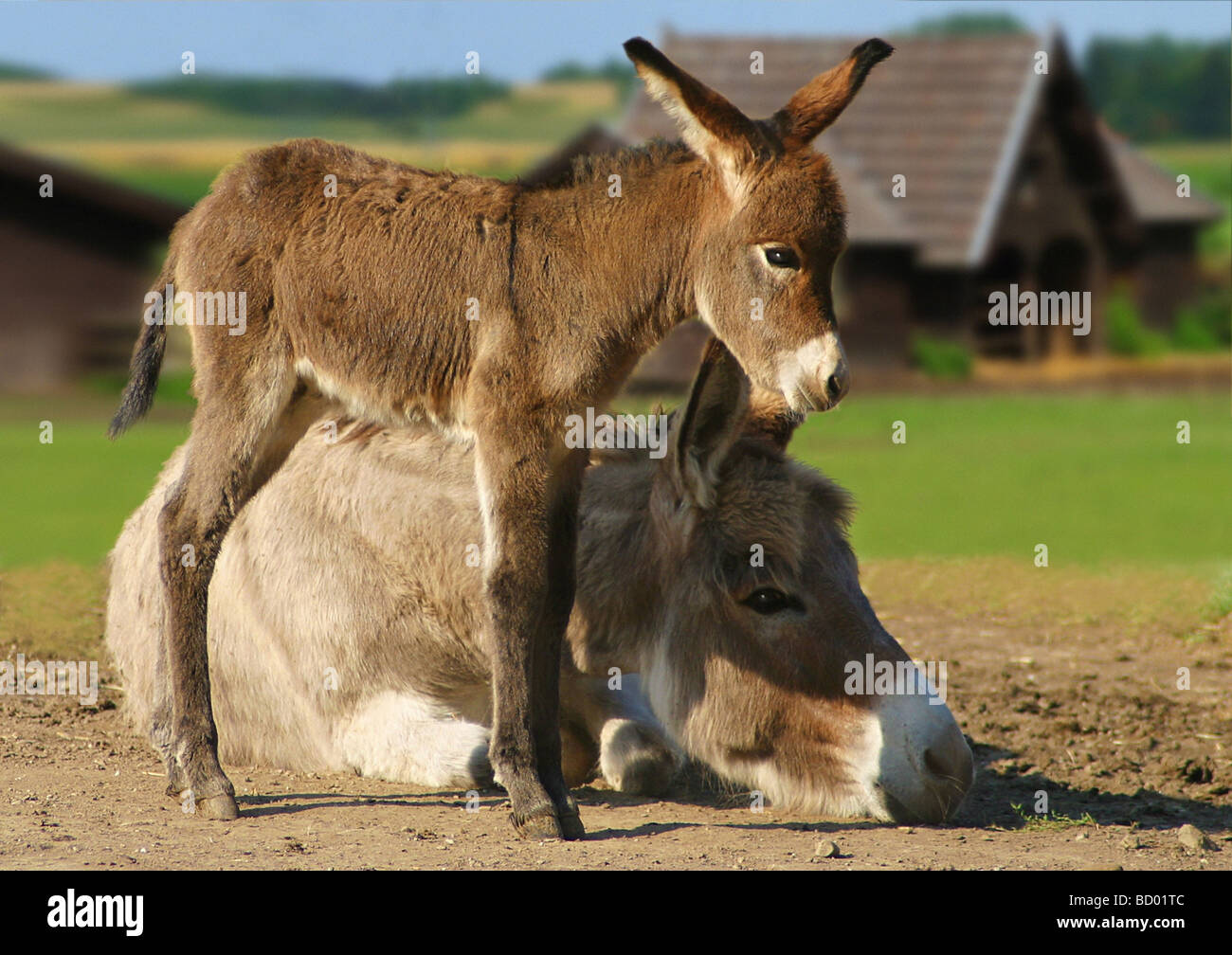 lying donkey with cub Stock Photo - Alamy