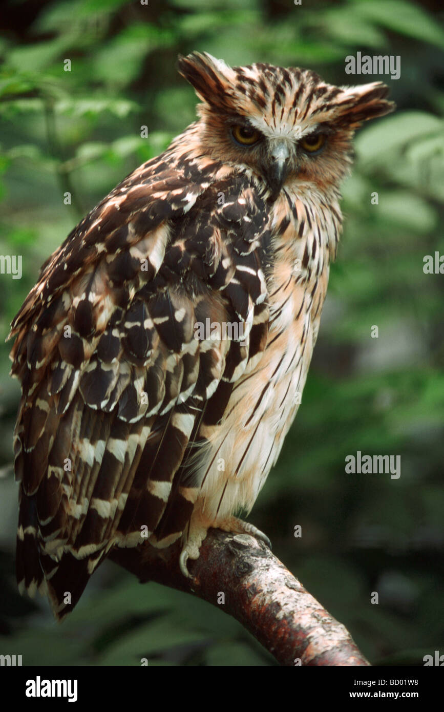 Malay fish owl hi-res stock photography and images - Alamy