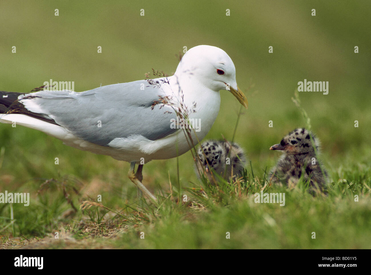 Common gull, Mew gull (Larus canus). Parent with two chicks on meadow ...