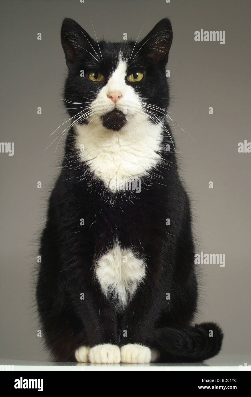 domestic cat - sitting - frontal Stock Photo - Alamy