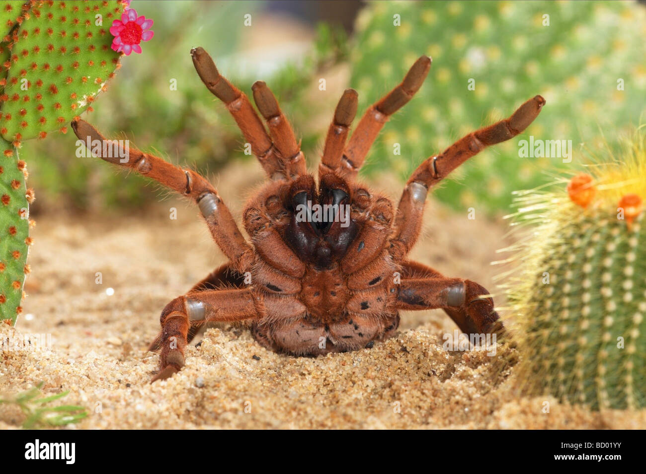 bird eating spider / tarantula - menacing Stock Photo - Alamy