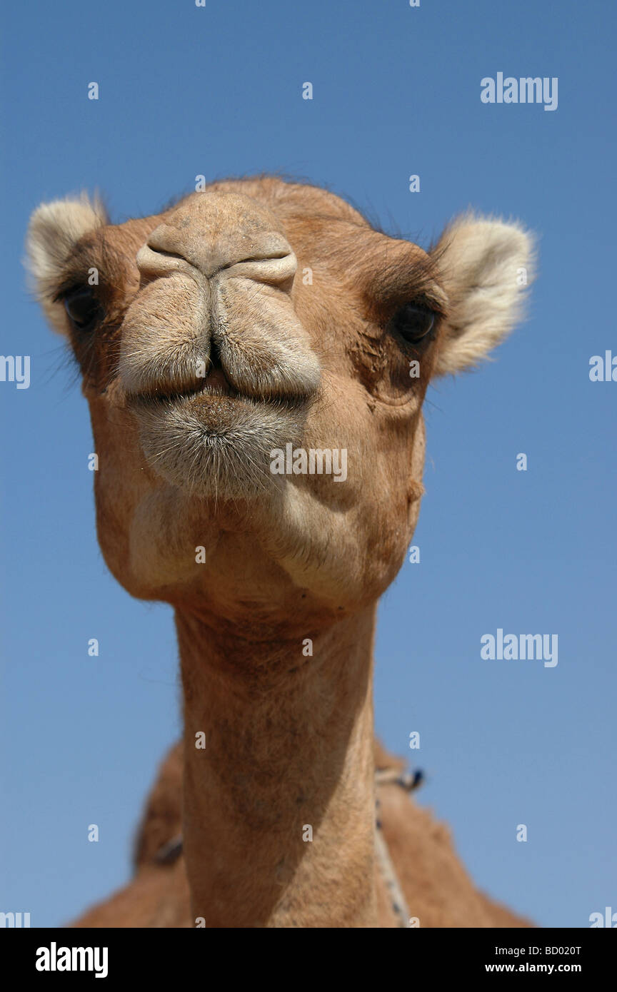 Camel - portrait frontal Stock Photo - Alamy