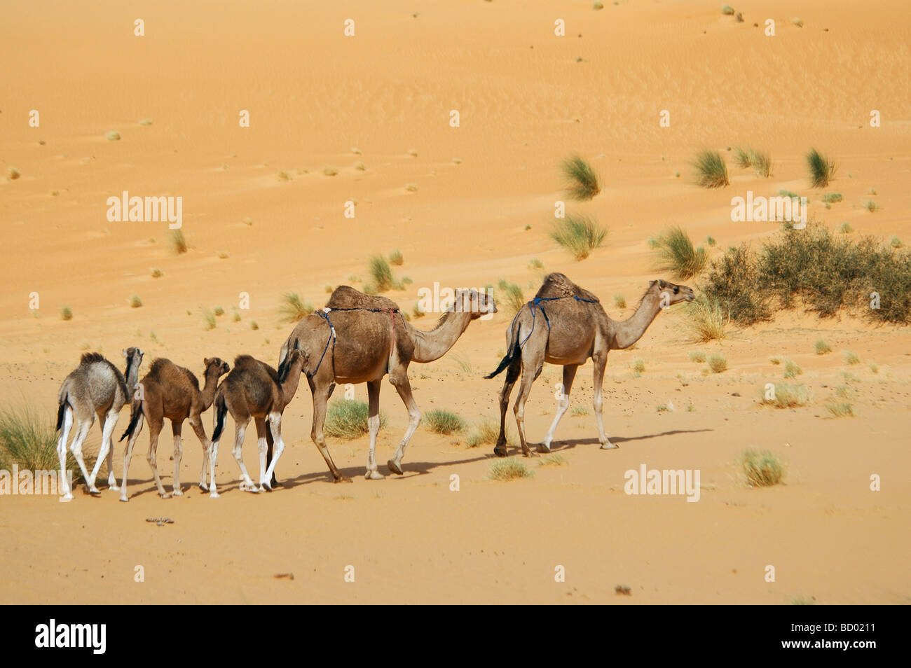 two Camels with cubs Stock Photo - Alamy