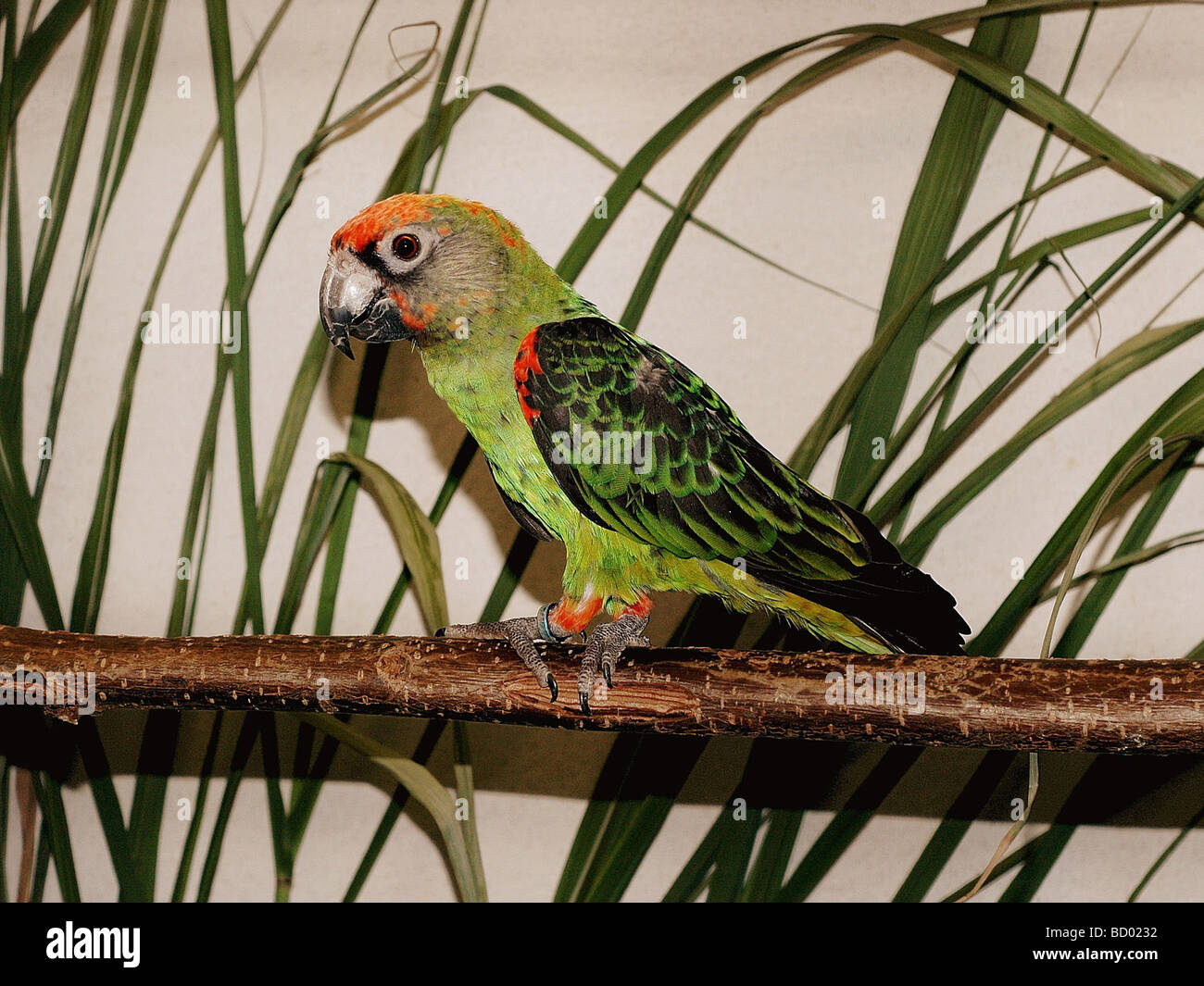 Jardines parrot hi-res stock photography and images - Alamy