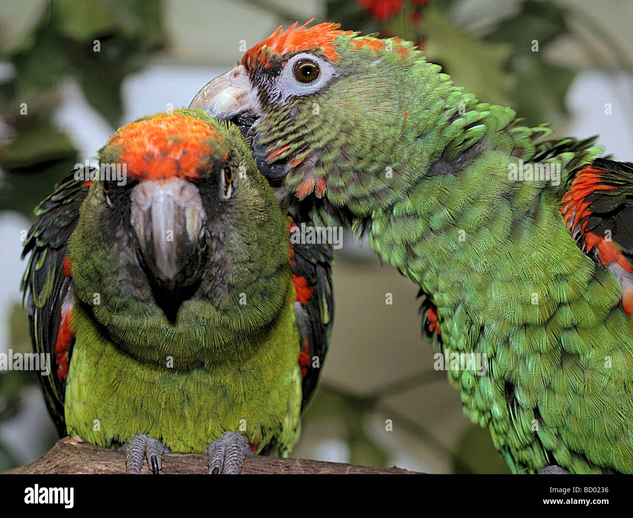 two Jardine Parrots - grooming its feather Stock Photo - Alamy