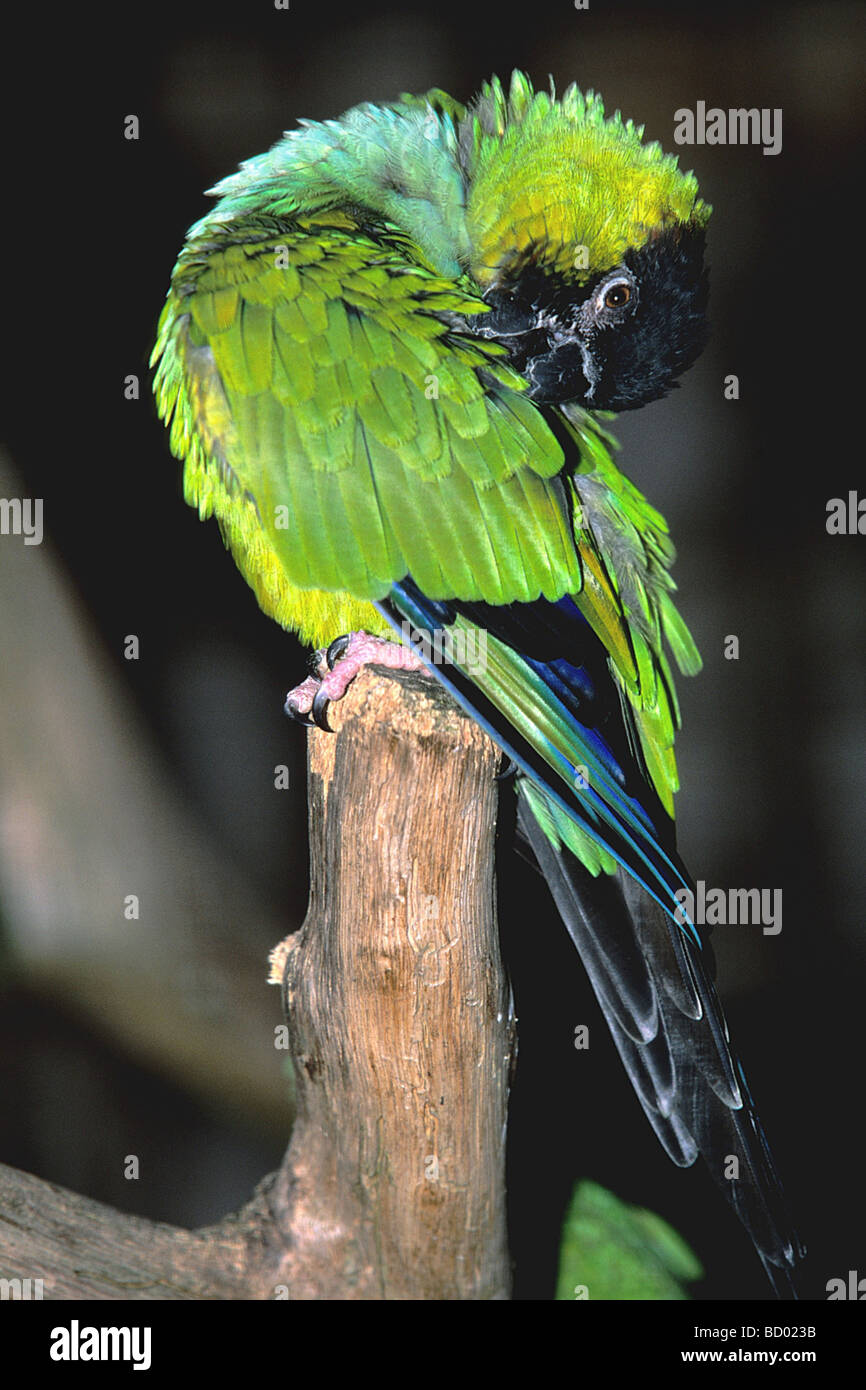 Parakeets grooming hi-res stock photography and images - Alamy