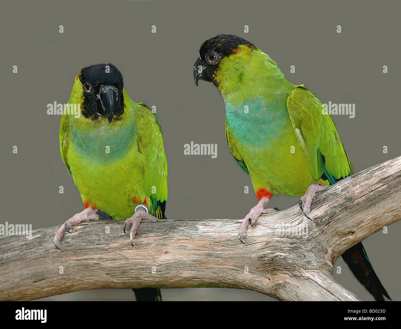 two Nanday Parakeets on branch Stock Photo - Alamy