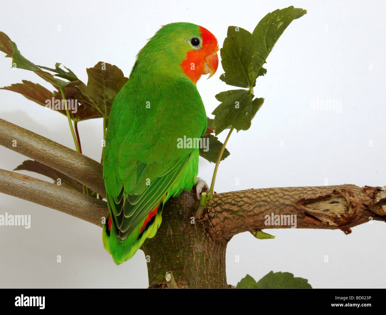 red-faced lovebird - male - on branch Stock Photo, Royalty Free Image ...