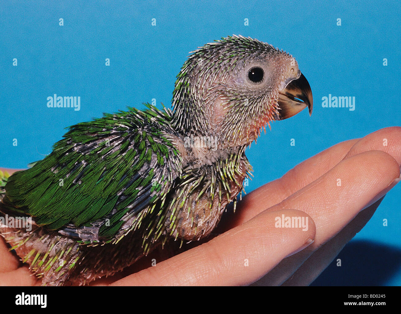 Red faced lovebirds hi-res stock photography and images - Alamy