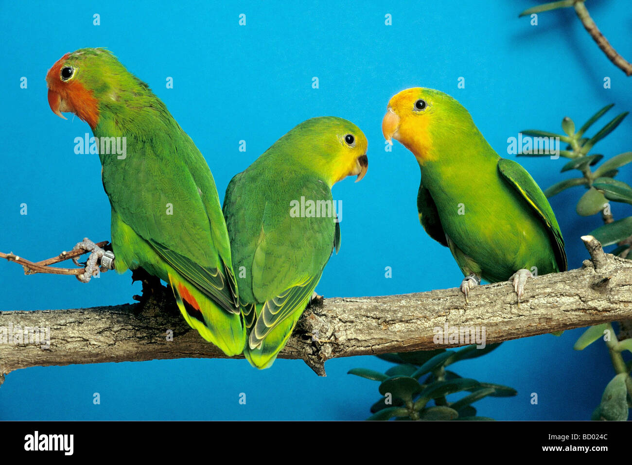 Two red faced lovebirds left male hi-res stock photography and images ...