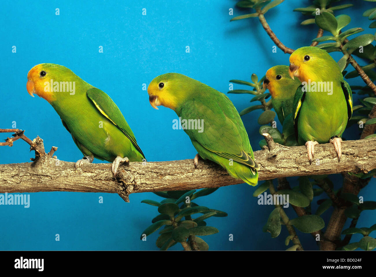 Red-faced lovebird ( female - left ) with three squabs Stock Photo - Alamy
