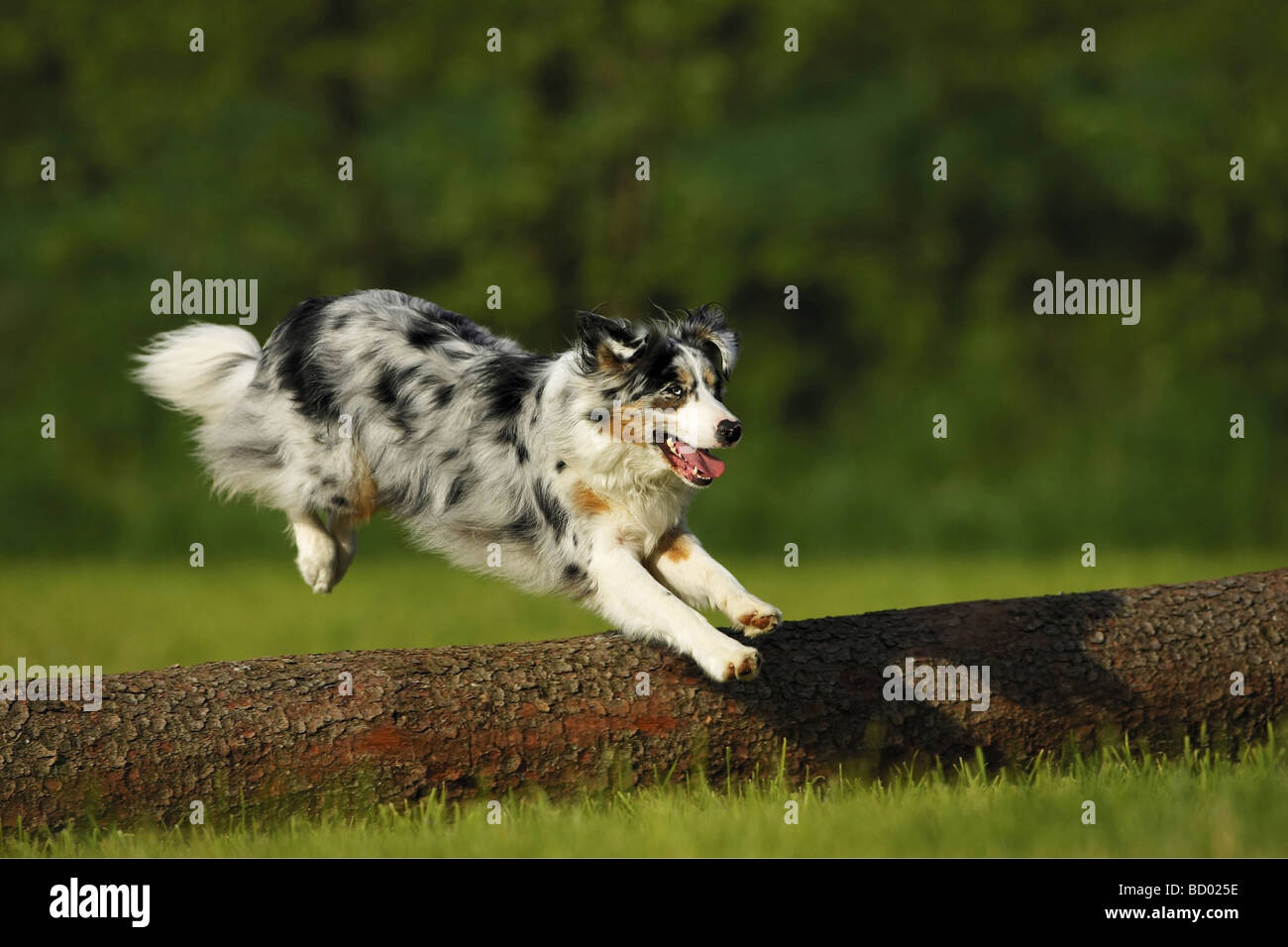 Australian Shepherd. Adult dog jumping over a tree trunk Stock Photo ...