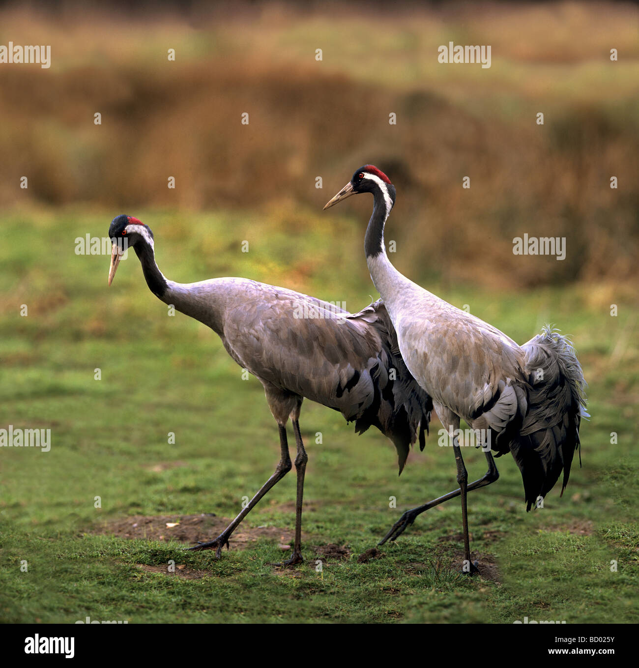 Two cranes hi-res stock photography and images - Alamy