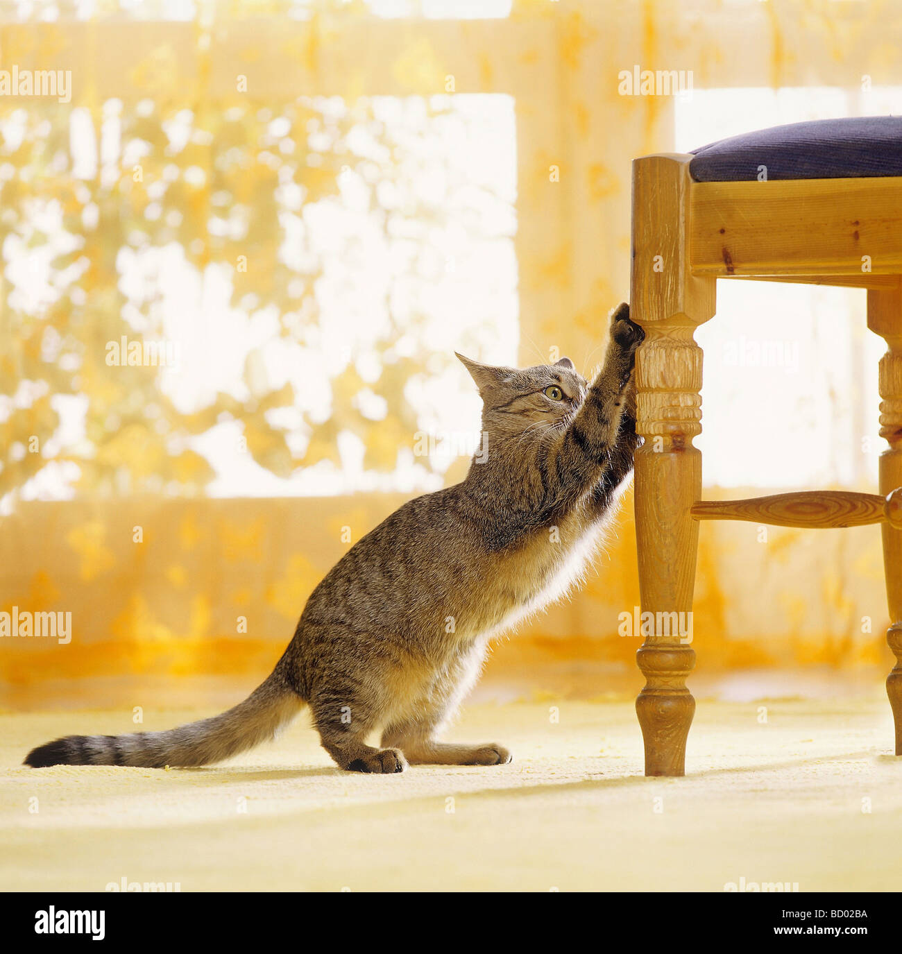 bad habit : domestic cat sharpening claws at chair leg Stock Photo - Alamy