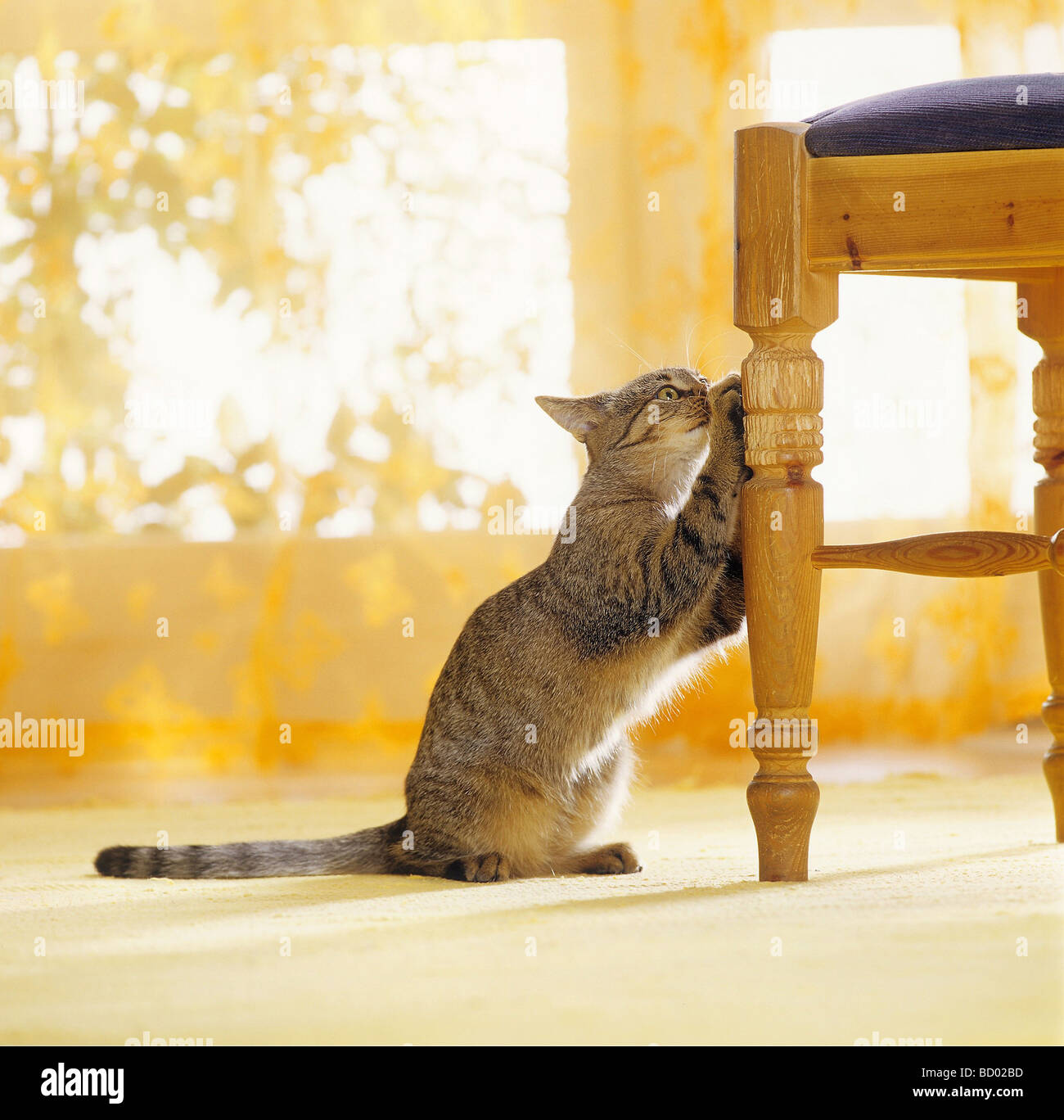 bad habit : domestic cat sharpening claws at chair leg Stock Photo - Alamy