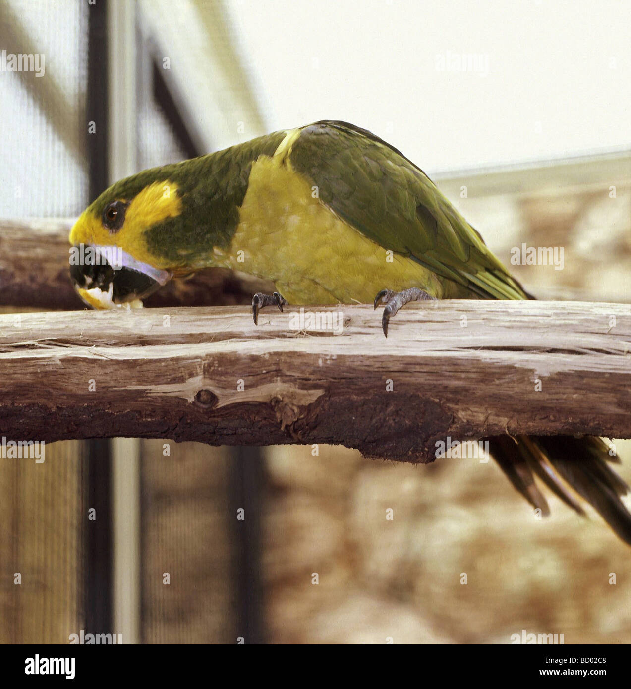 Yellow-eared conure - sitting on branch / Ognorhynchus icterotis Stock ...