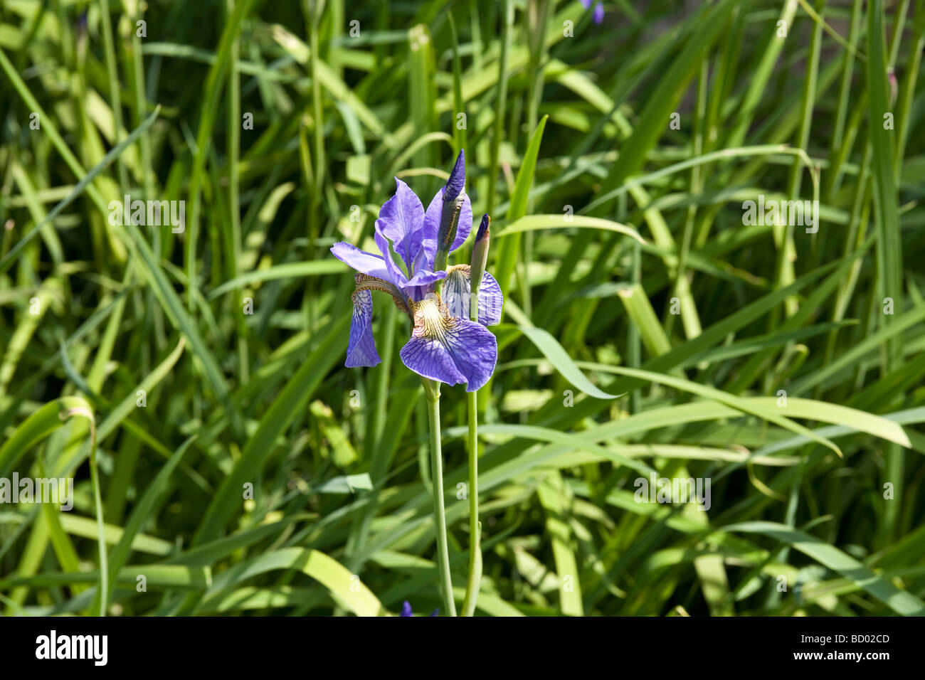 blood iris plant Stock Photo - Alamy