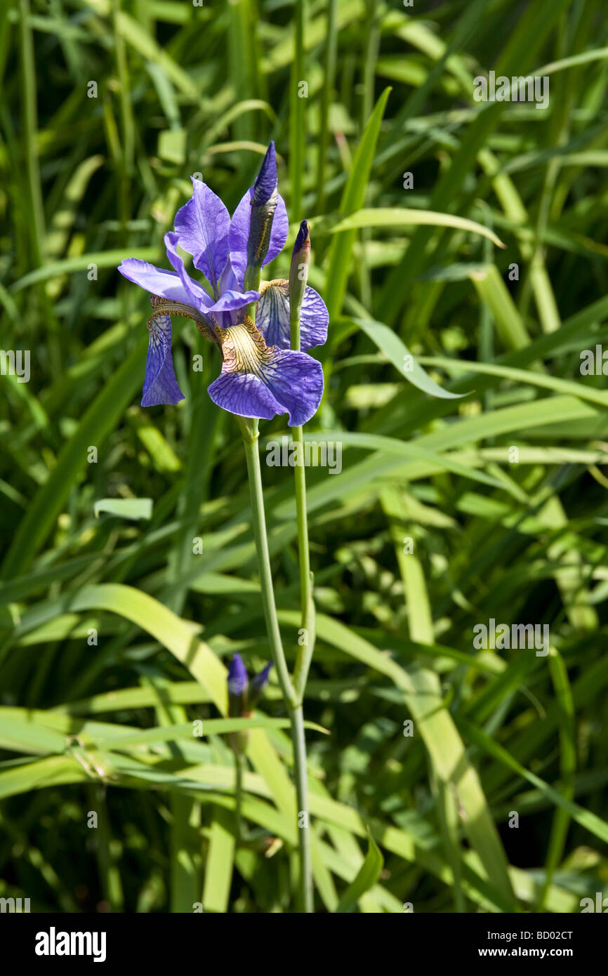 blood iris plant Stock Photo - Alamy