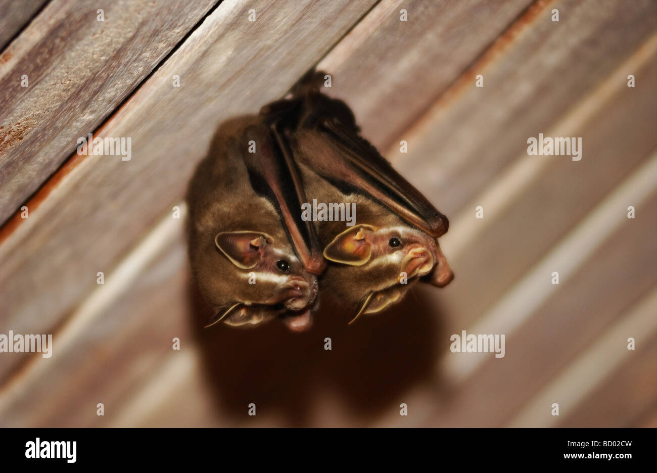 two microbats - under housetop / Laurasiatheria Stock Photo - Alamy