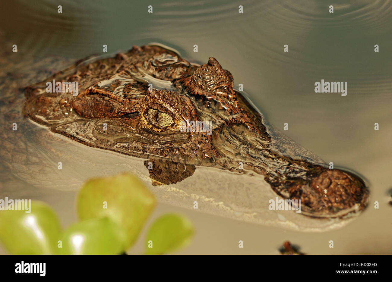 spectecled caiman - in water / Caiman crocodilus Stock Photo - Alamy