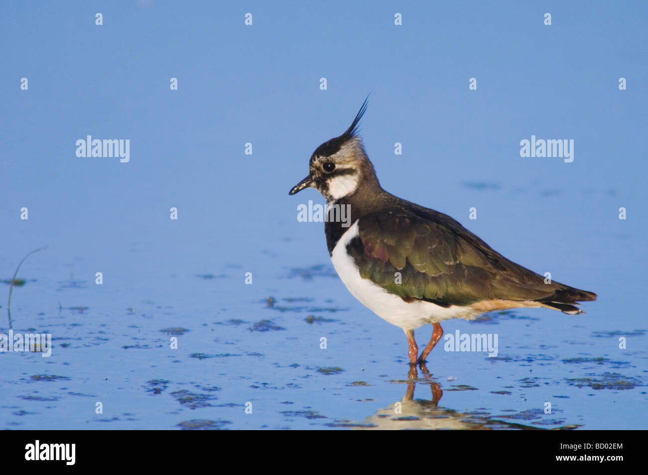 Lapwing Female High Resolution Stock Photography and Images - Alamy