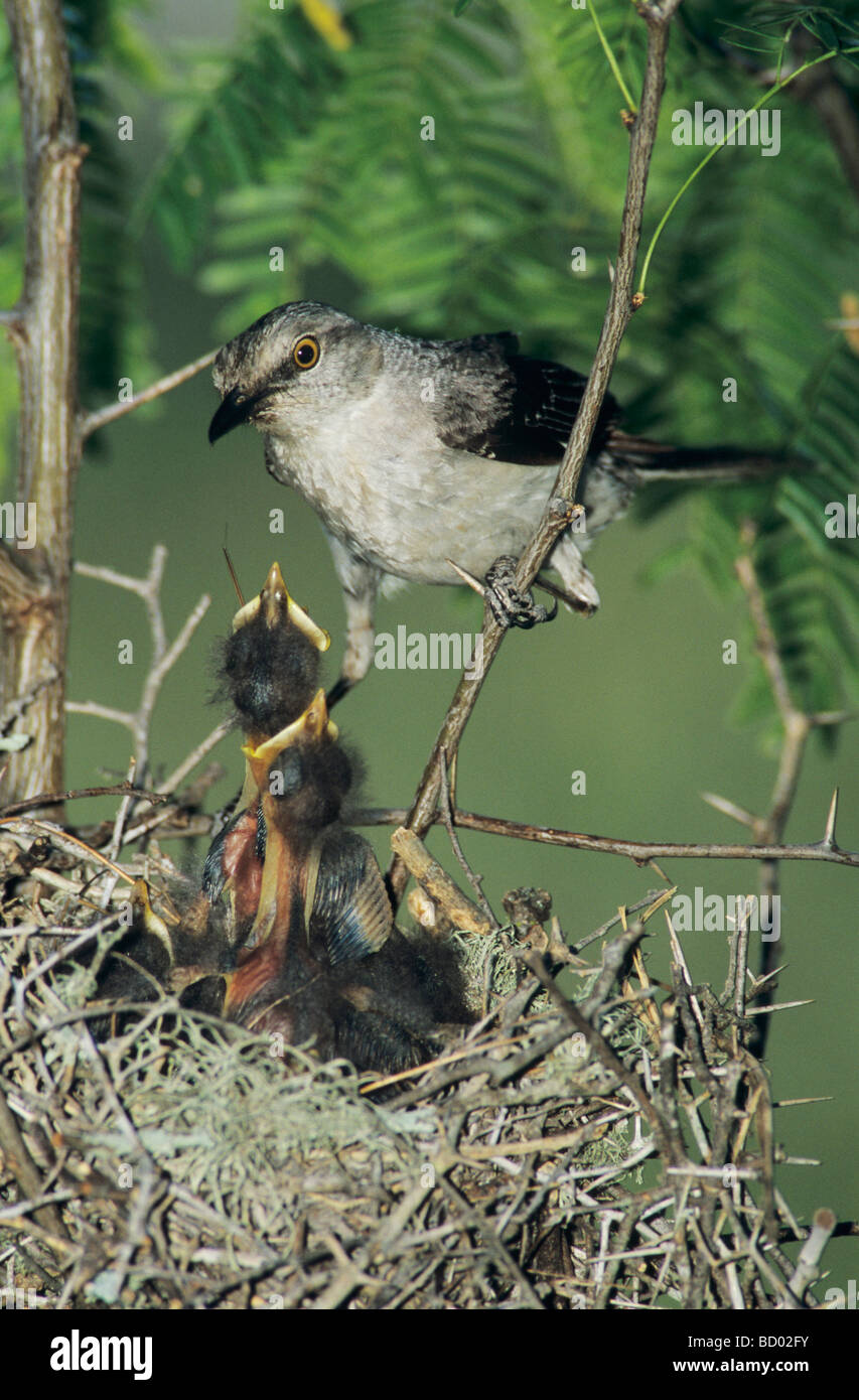 Adult and young northern mockingbird hi-res stock photography and ...