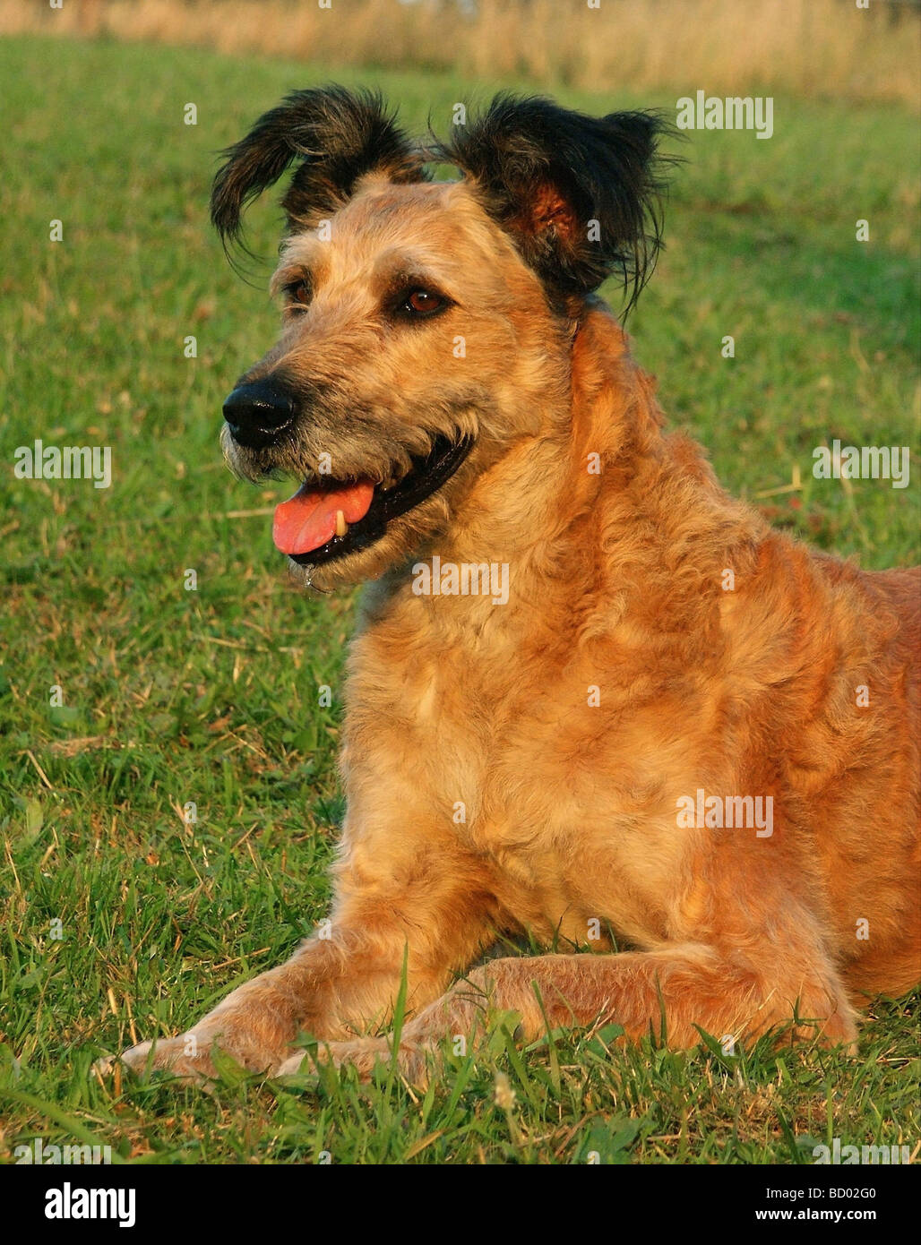 half breed dog - on meadow Stock Photo - Alamy