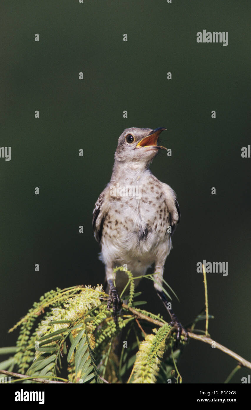 Juvenile northern mockingbird hi-res stock photography and images - Alamy