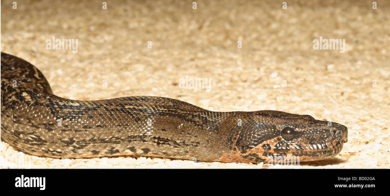 boa constrictor (male) / Boa constrictor Stock Photo - Alamy