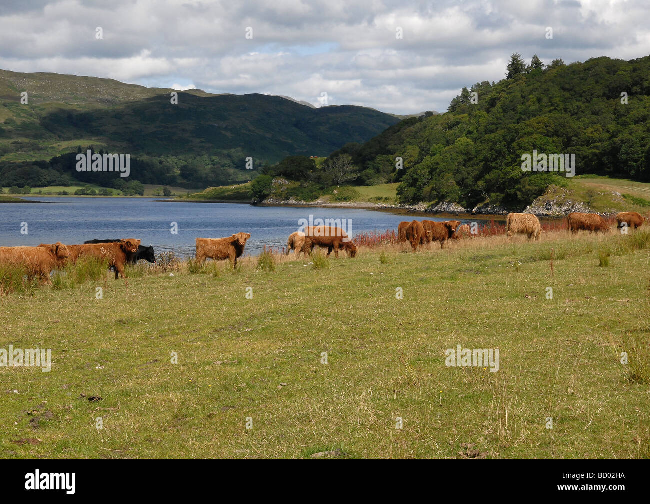 HIGHLAND CATTLE DRINKING AT THE EDGE OF LOCH ETIVE, SCOTLAND Stock ...