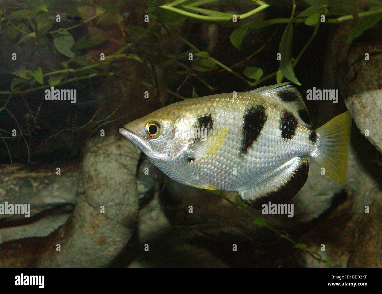 Archerfish (Toxotes jaculatrix) under water Stock Photo - Alamy