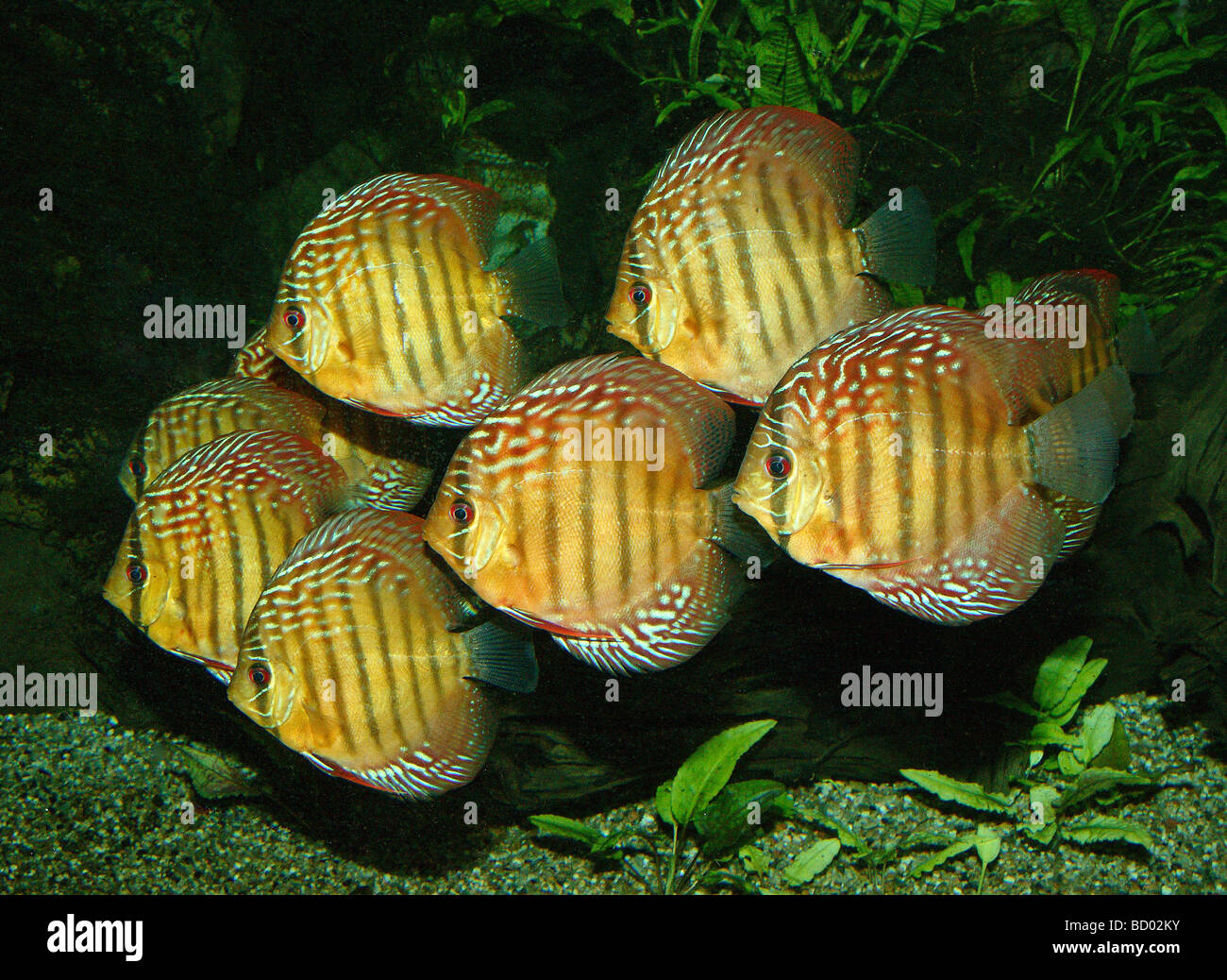 brown discus / Symphysodon aequifasciata axelrodi Stock Photo - Alamy