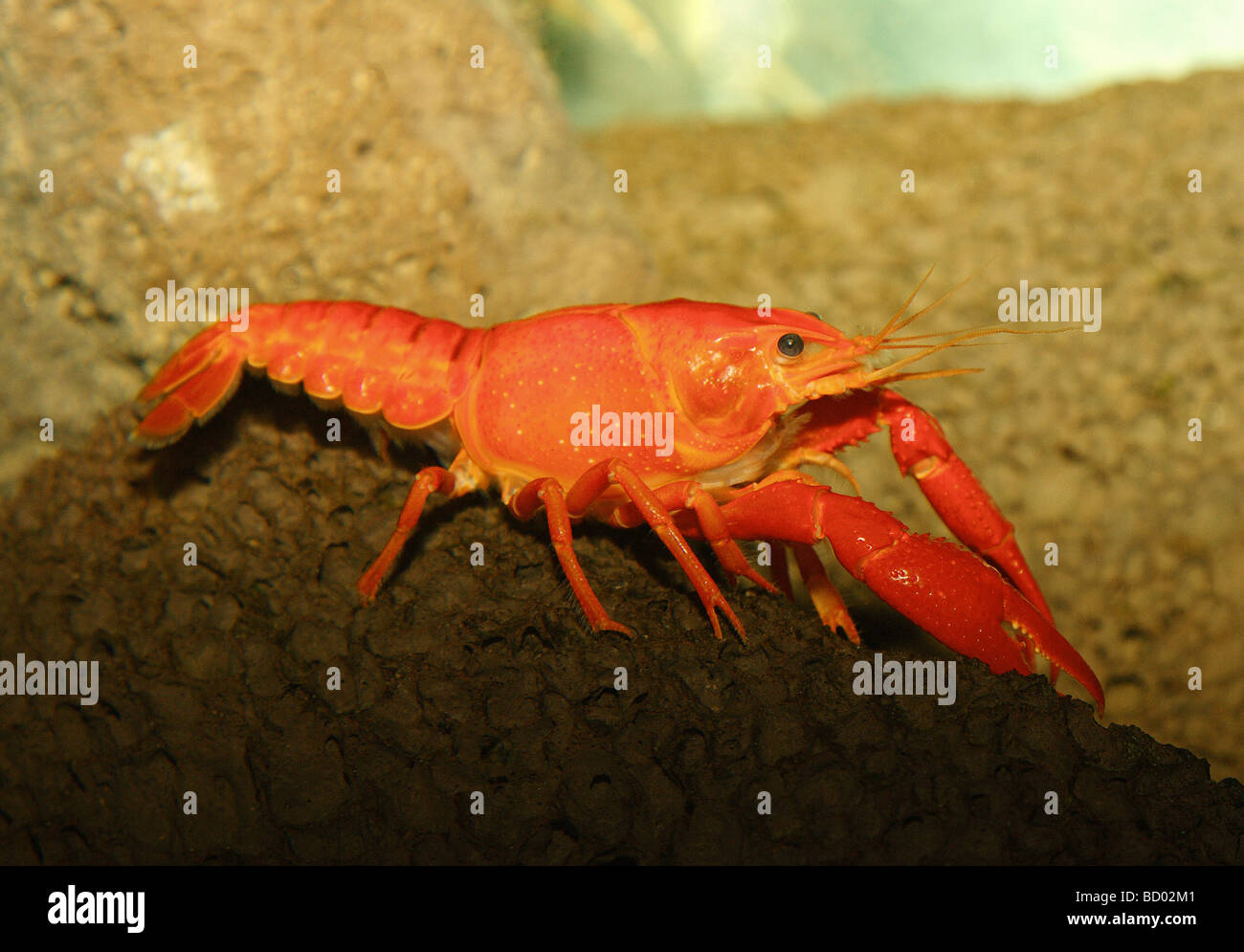 red swamp crawfish / Procambarus clarkii Stock Photo - Alamy