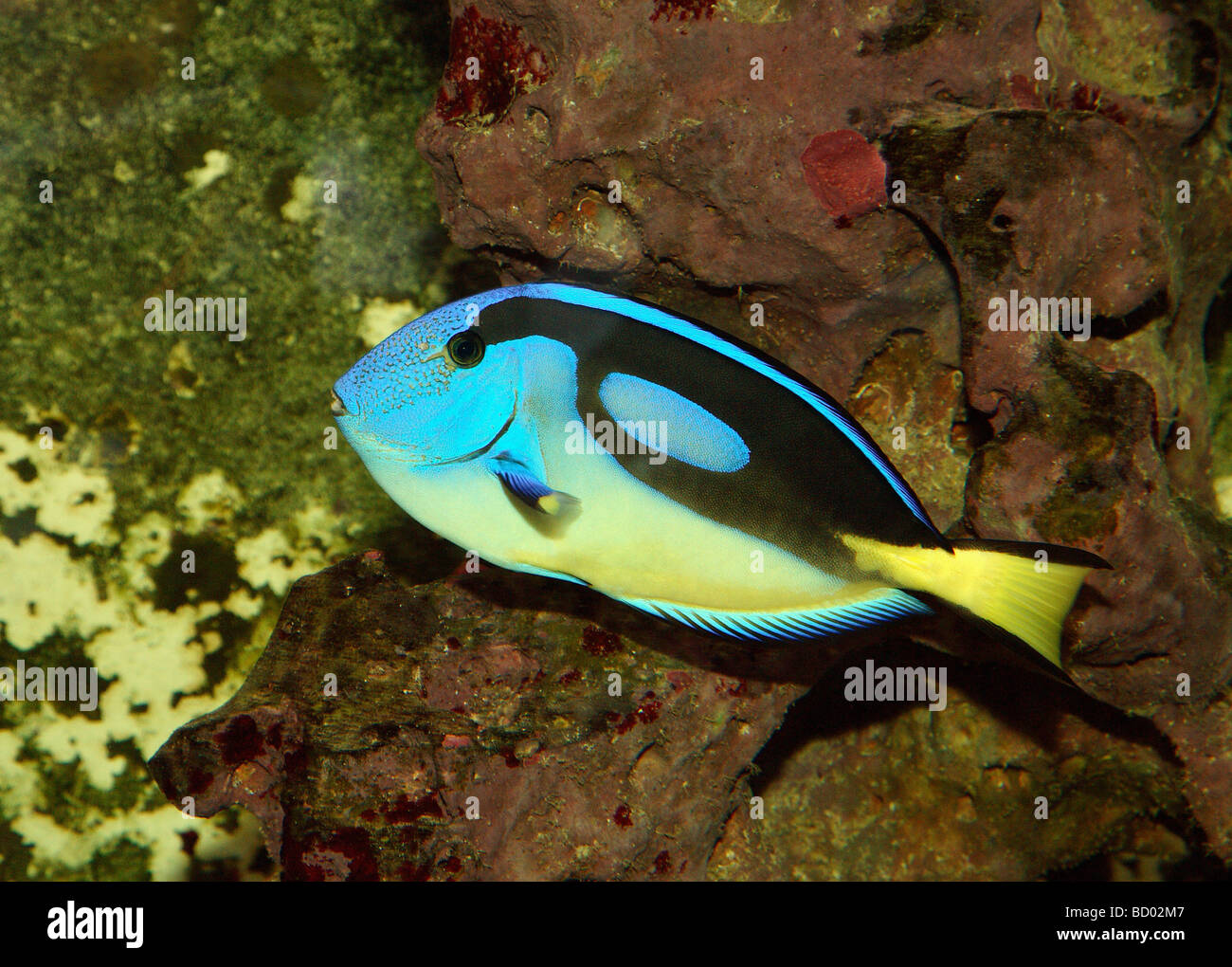 regal tang / Paracanthurus hepatus Stock Photo - Alamy