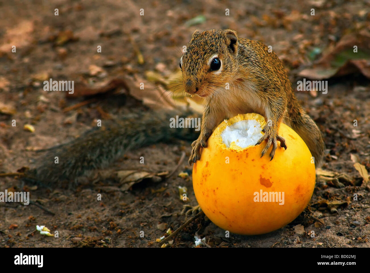 sun squirrel - munching / Heliosciurus gambianus Stock Photo - Alamy