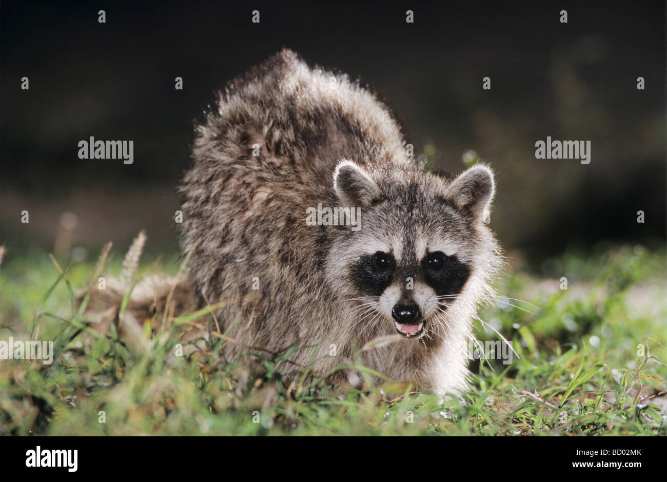 Northern Raccoon Procyon lotor adult at night on log with termites ...