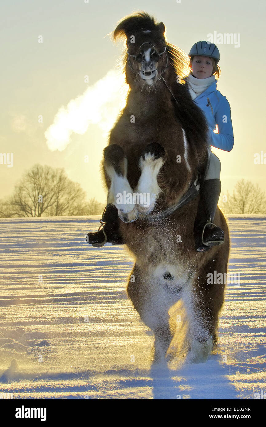 Girl on back of a rearing Icelandic horse Stock Photo - Alamy