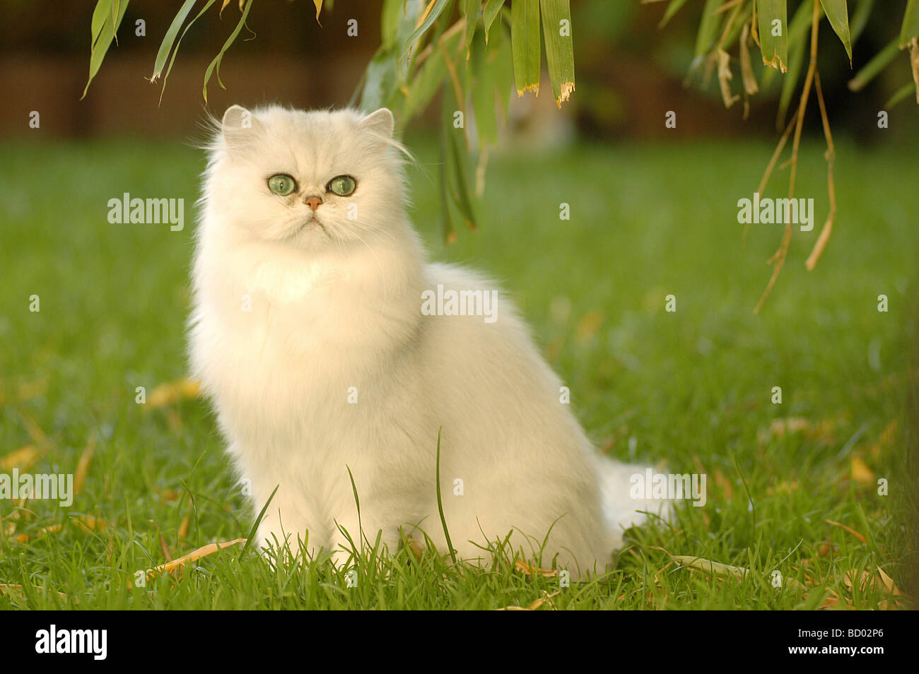Turkish Angora - sitting on meadow Stock Photo - Alamy