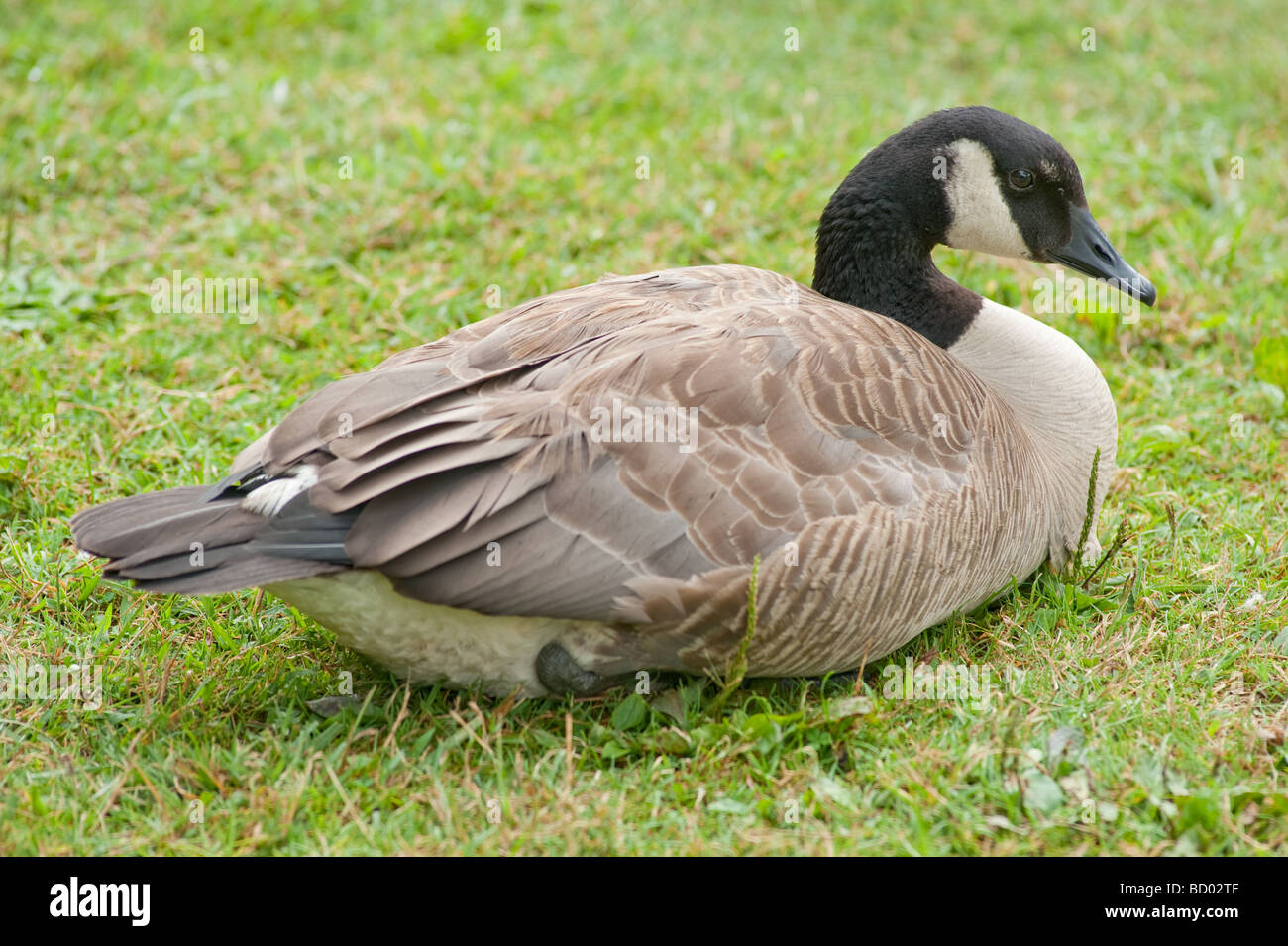 Ugly goose hi-res stock photography and images - Alamy