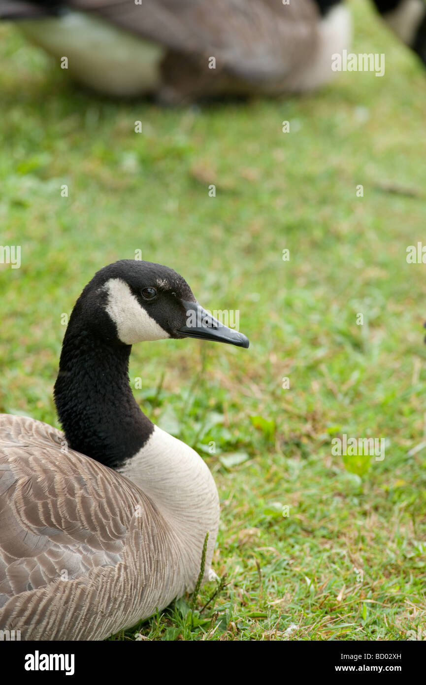 Ugly goose hi-res stock photography and images - Alamy