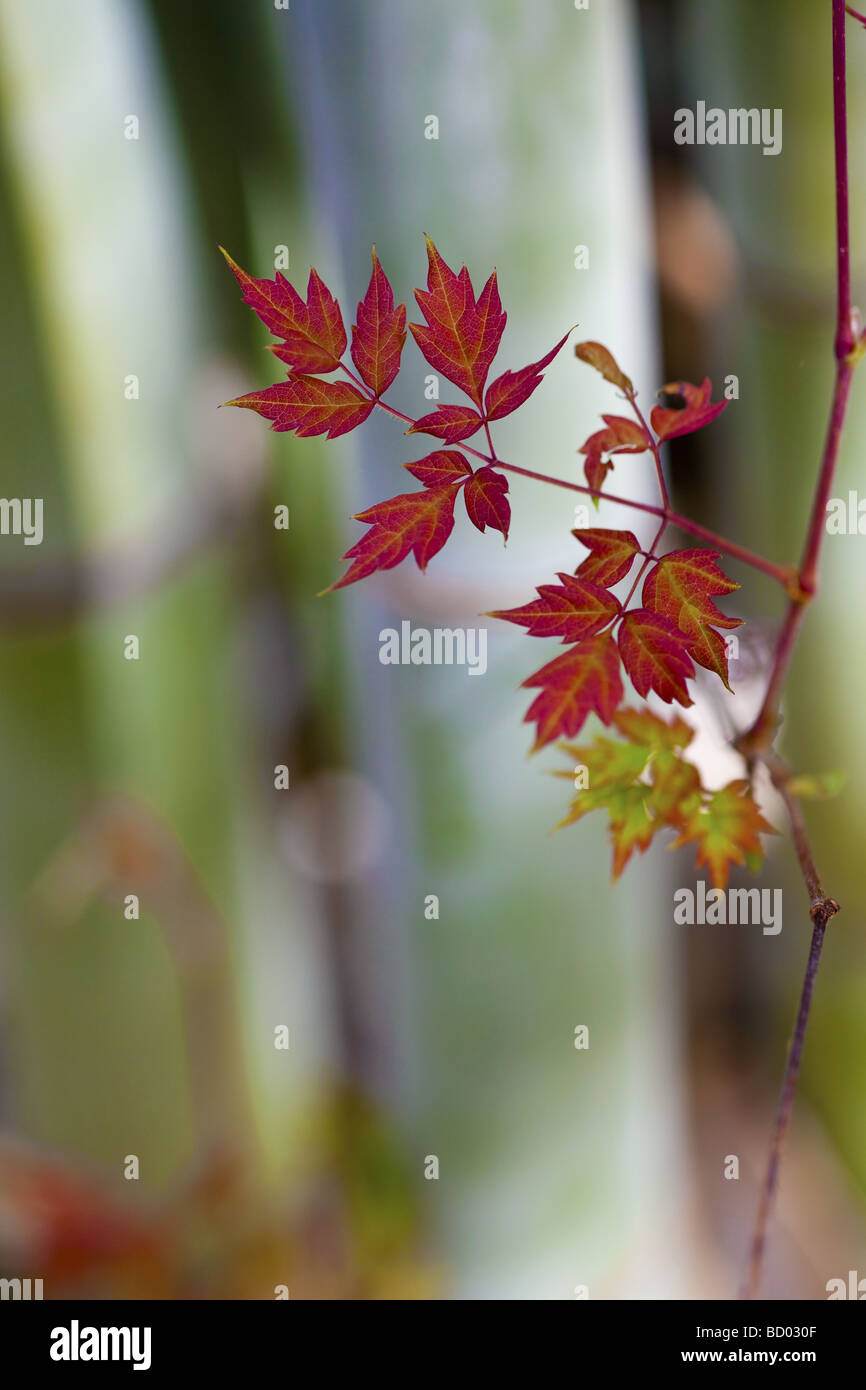 Tropical bamboo leaves hi-res stock photography and images - Alamy