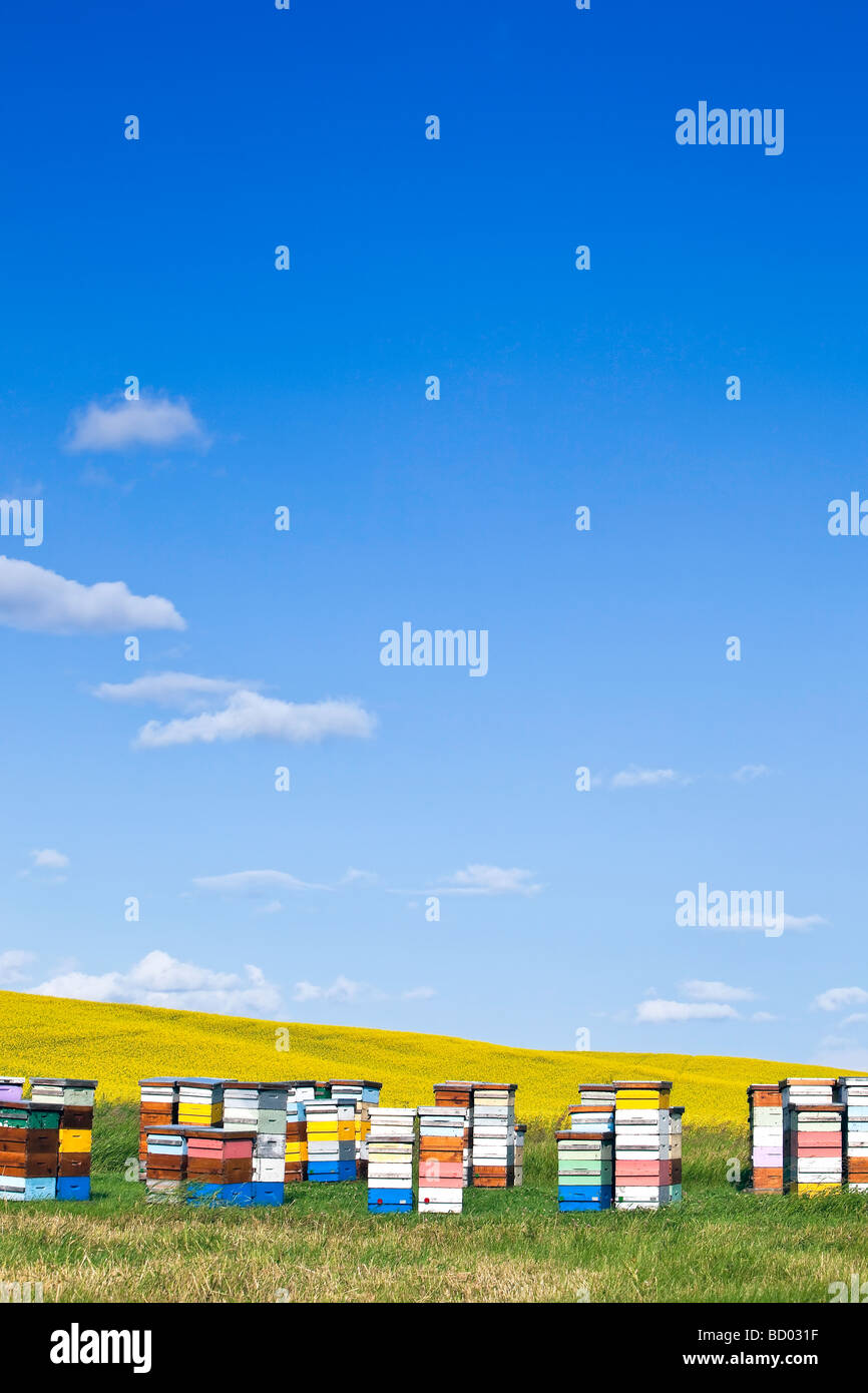 Beehives in colored boxes, on the Canadian Prairie, Pembina Valley ...
