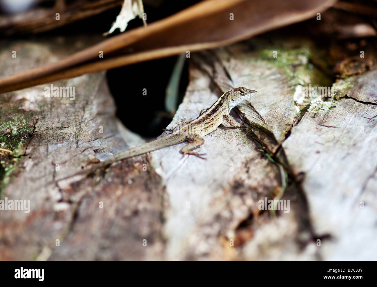 Dried lizard hi-res stock photography and images - Alamy