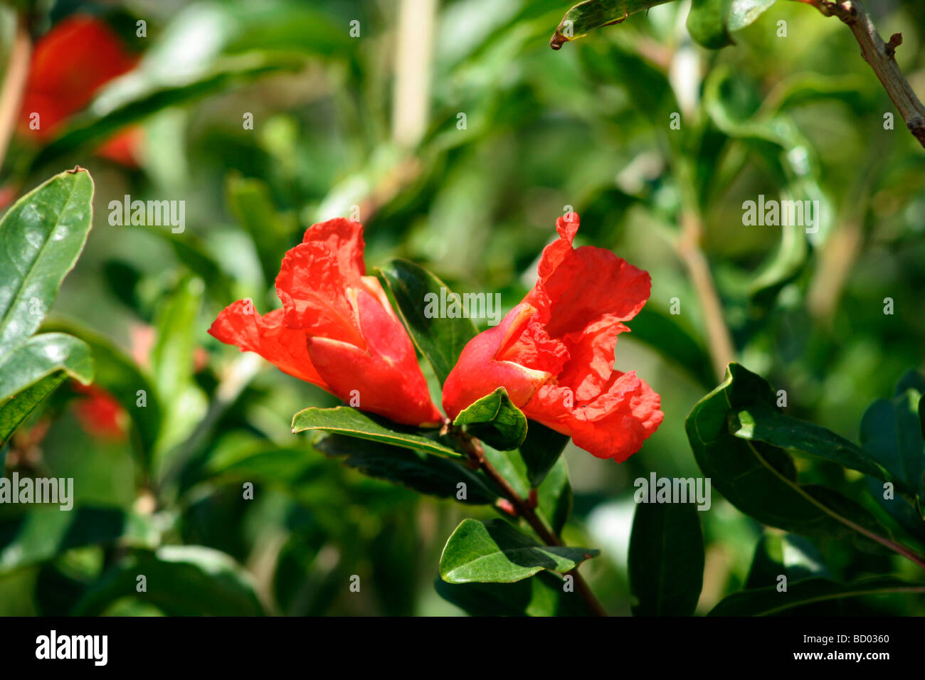 The Flower of the Pomegranate Stock Photo - Alamy