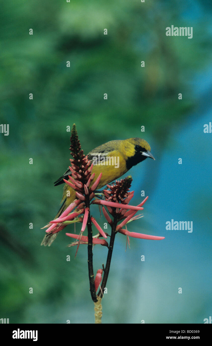 Orchard Oriole Icterus spurius young male feeding on Coral Bean Blossom ...