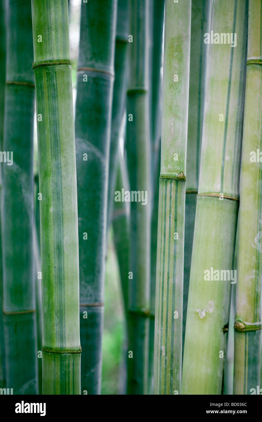 Bamboo hi-res stock photography and images - Alamy