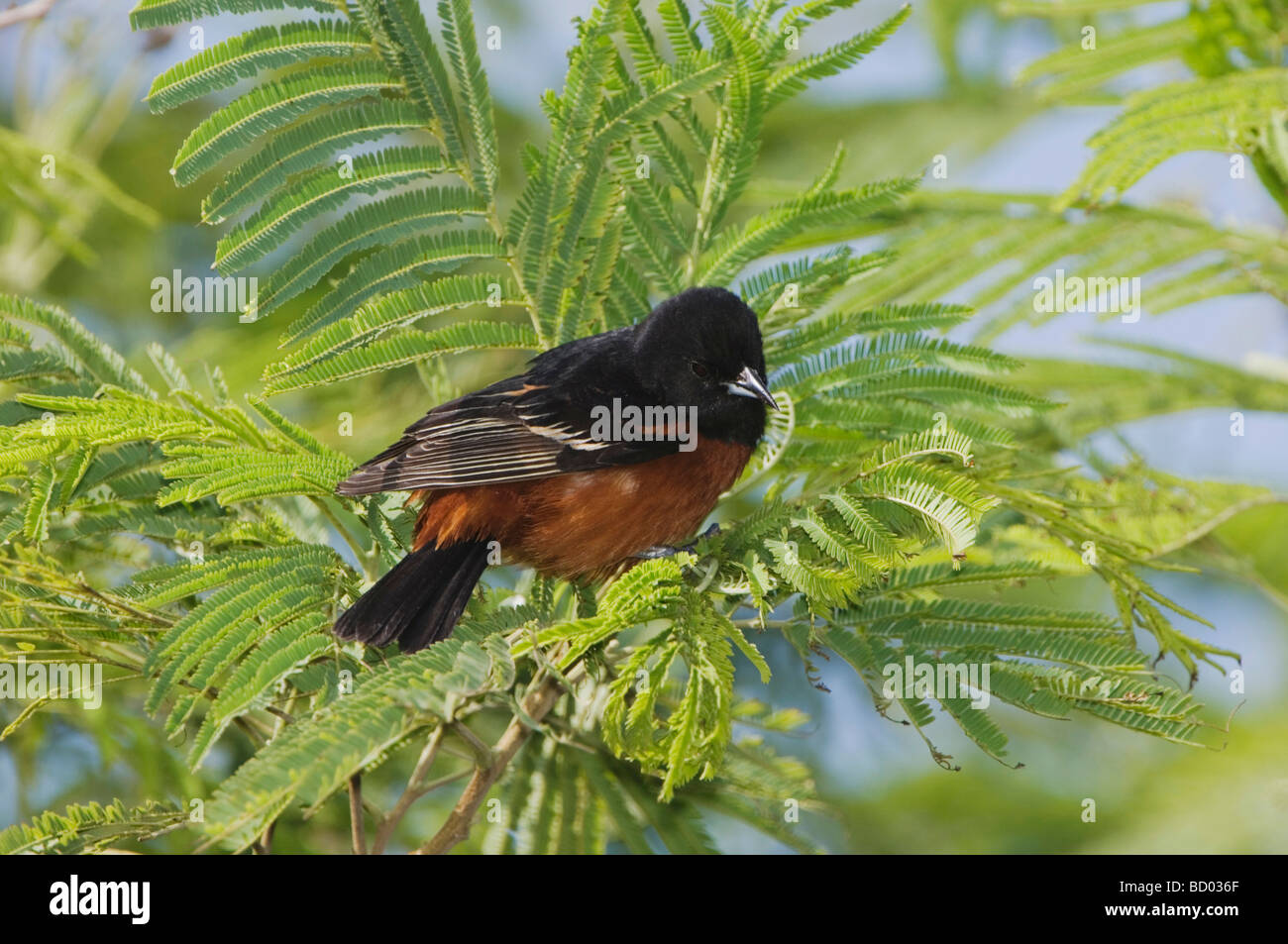 Orchard Oriole Icterus spurius male South Padre Island Texas USA May ...